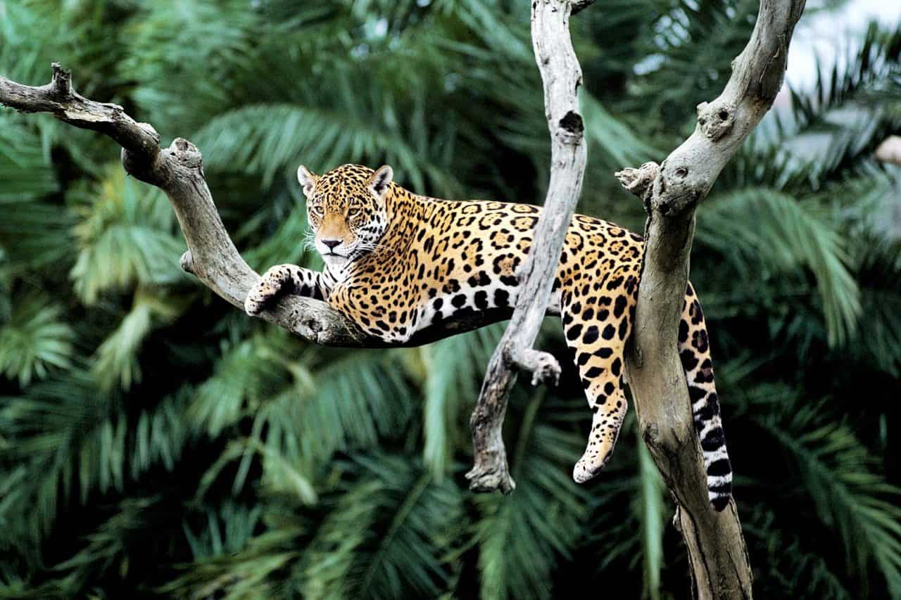 World Wildlife Day: WWF angesichts weltweiter Umweltzerstörung ...