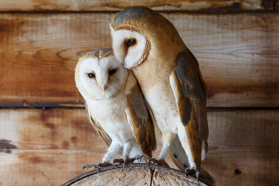 Geheimnisvolle "Nachteulen": Komm mit in ihre Welt! - WWF Österreich