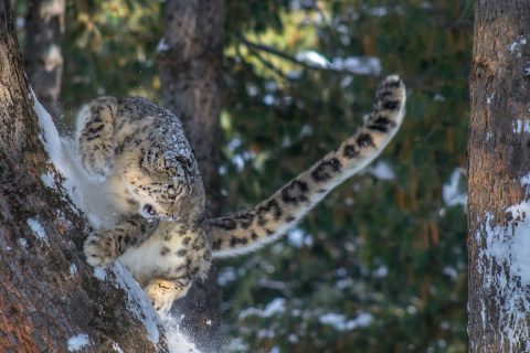 Schneeleopard, Geist der Berge - WWF Österreich