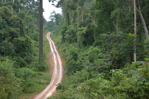 WWF-Report: Amazonas-Regenwald am “Highway zum Kipp-Punkt” - WWF Österreich