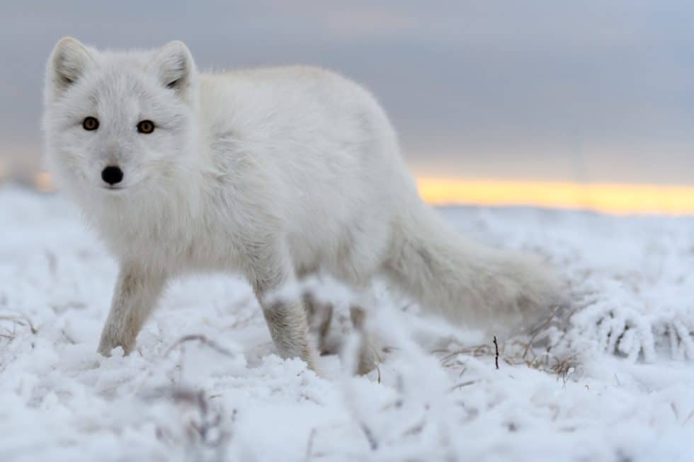 WWF-Erfolg: 139 junge Polarfüchse im hohen Norden gesichtet - WWF ...