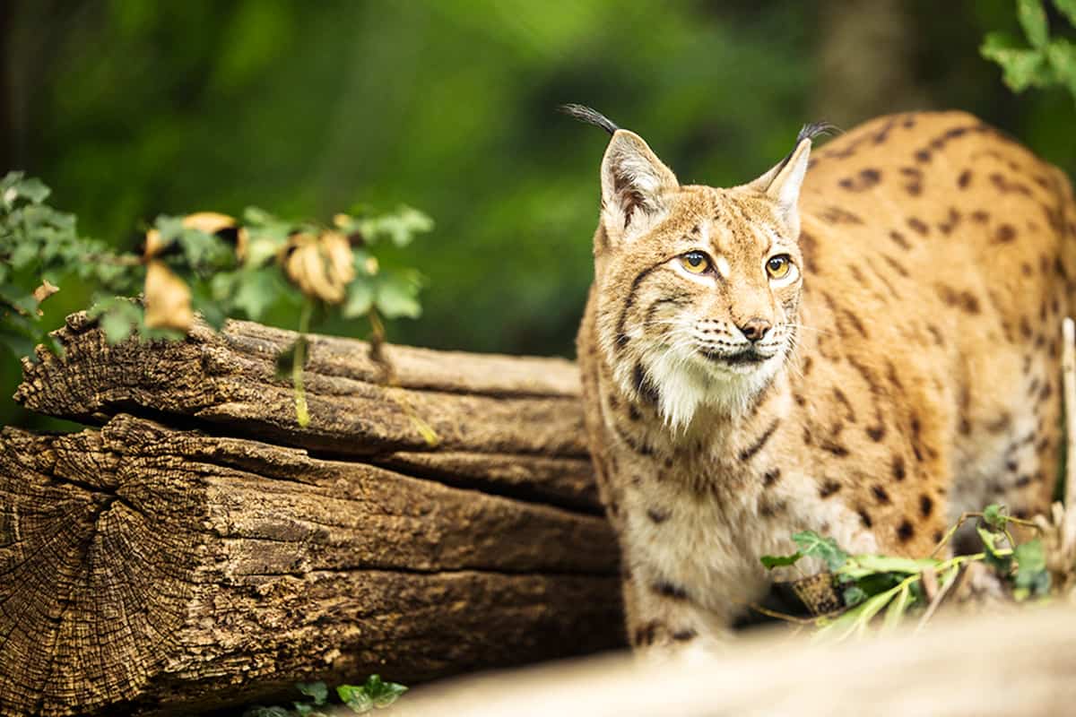 So funktioniert eine Luchs-Freilassung I WWF Österreich