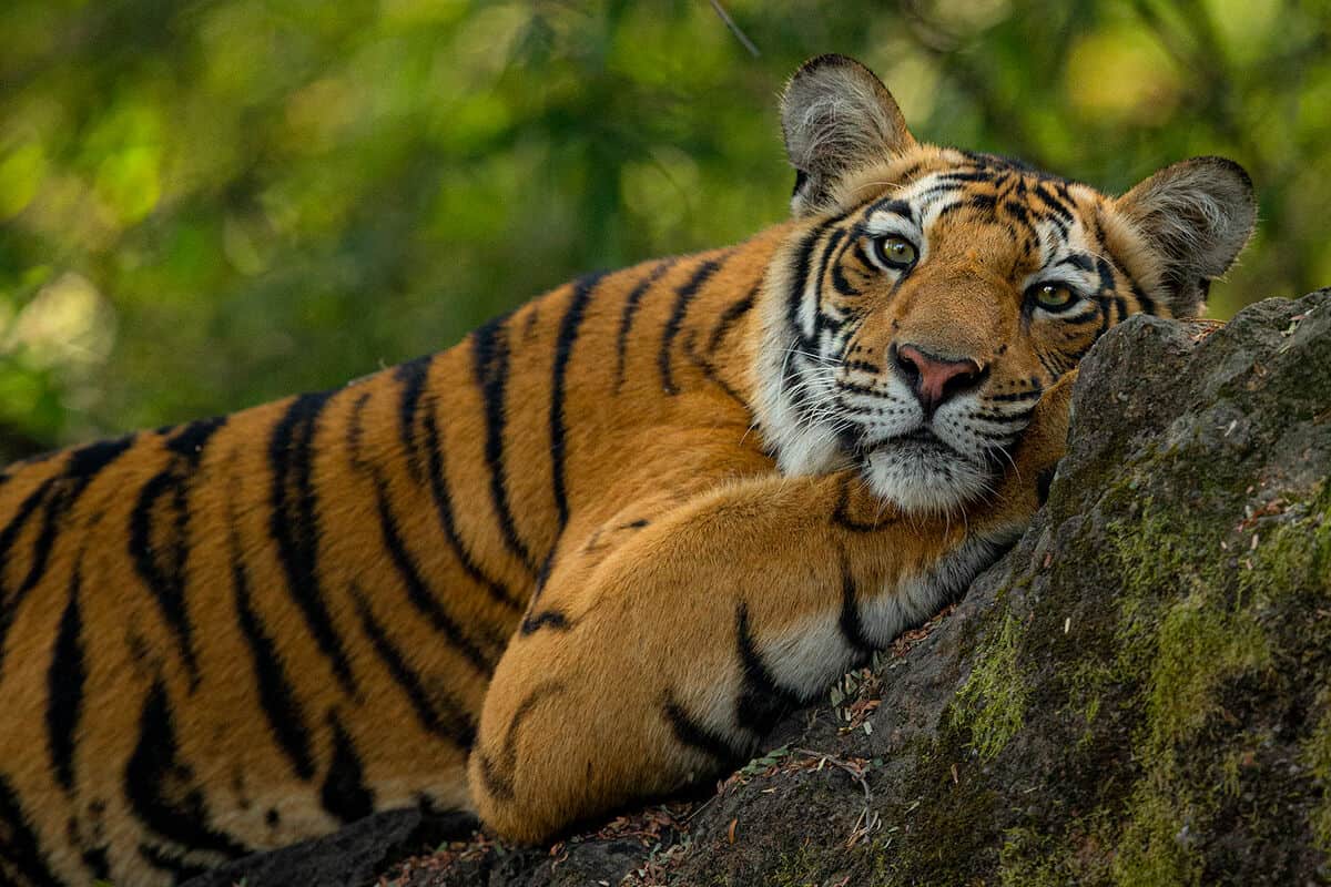 Zahl der wild lebenden Tiger in Bhutan um mehr als ein Viertel ...