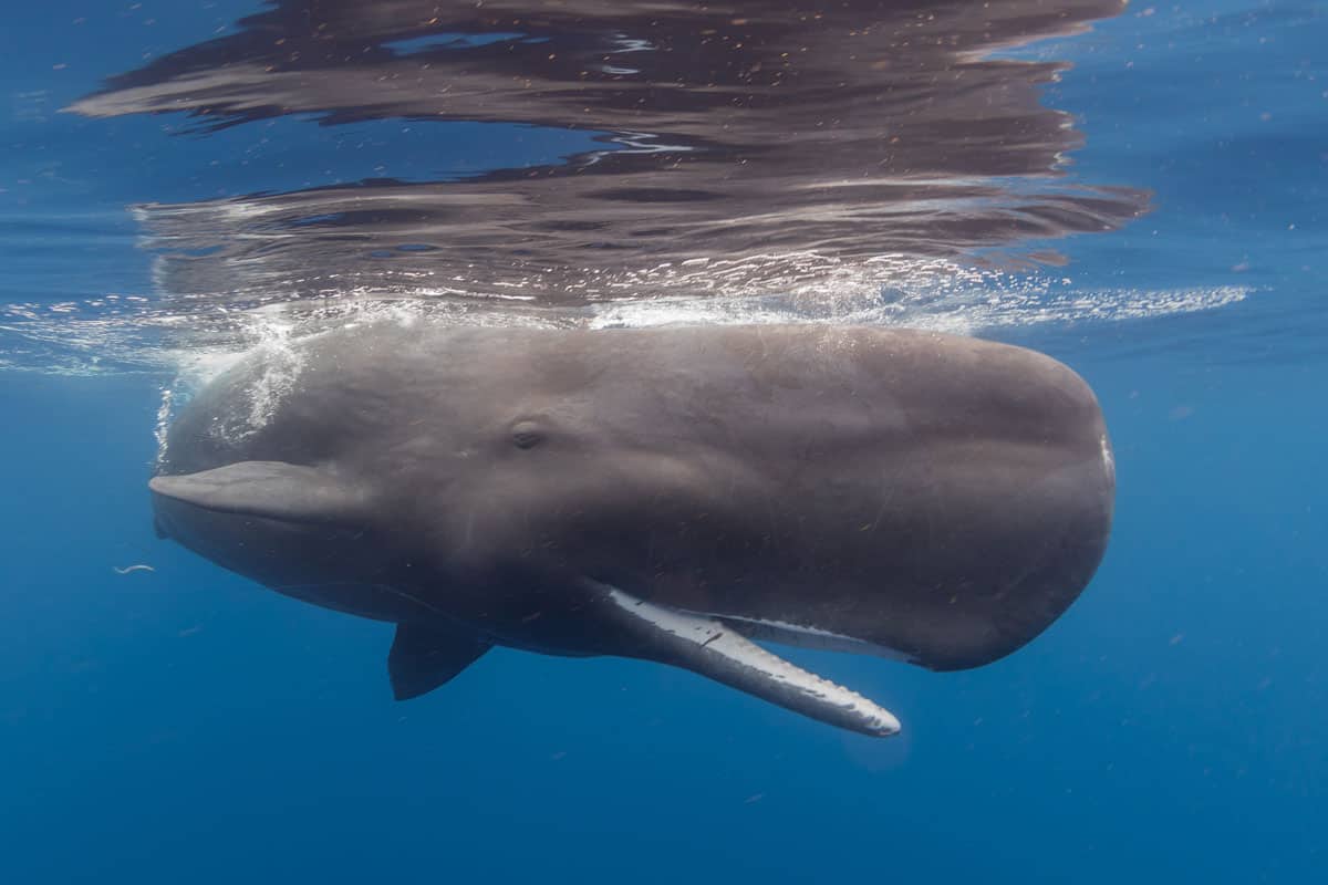 Welttag der Wale: WWF weltweit im Einsatz zum Schutz der Meeressäuger ...