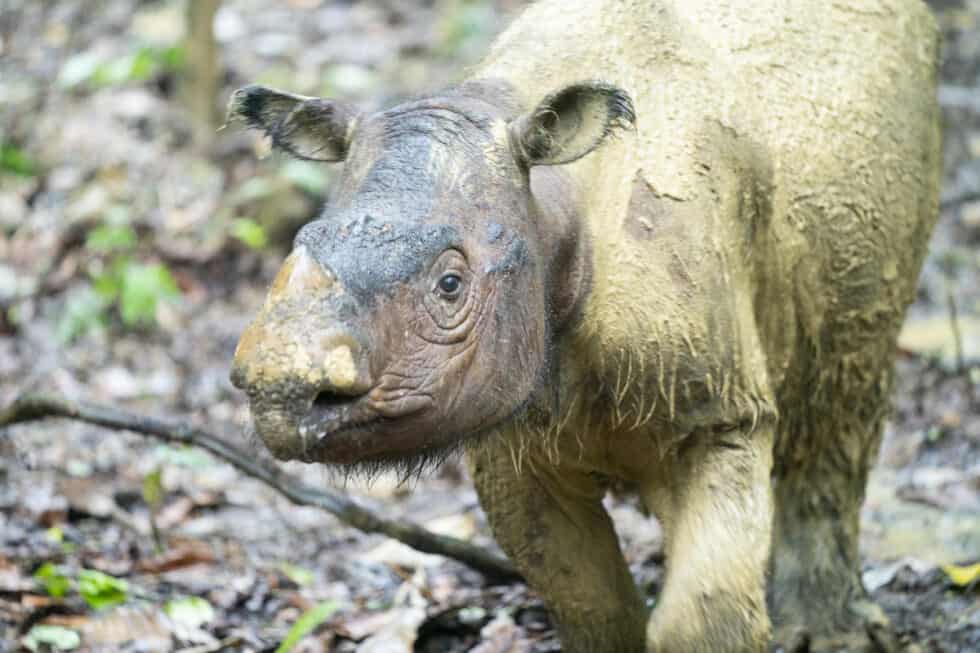 WWF-Erfolg: Seltenes Sumatra-Nashorn geboren - WWF Österreich
