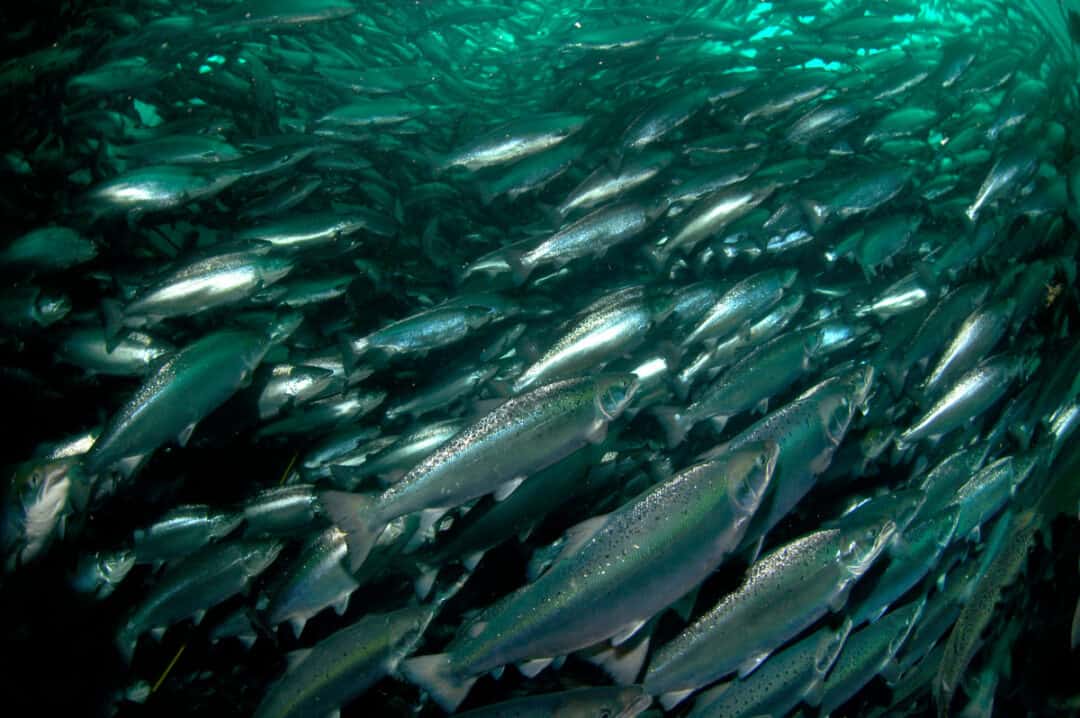 Rote-Listen-Update: Diese Arten lassen aufhorchen - WWF Österreich