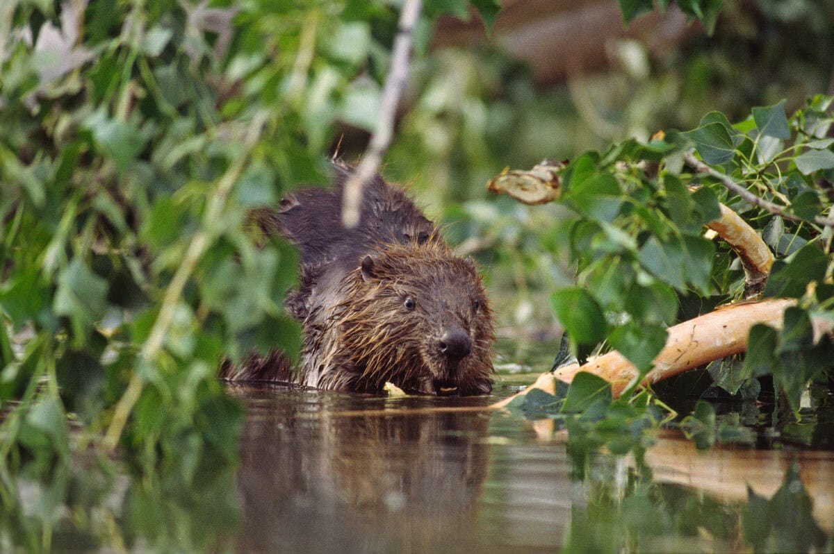 Neuer WWF-Bericht: Biber als Schlüsselart in Klima- und ...