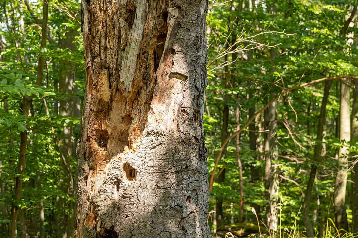 Warum ist Totholz wichtig für die Wälder? I WWF Österreich