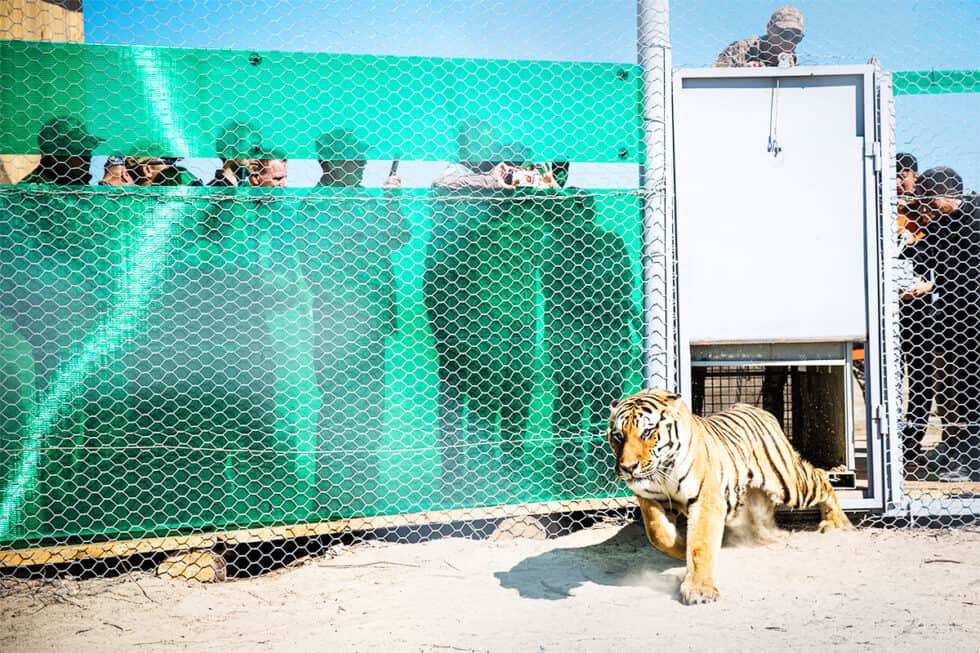 WWF-Erfolg: Tiger kehren nach Kasachstan zurück - WWF Österreich