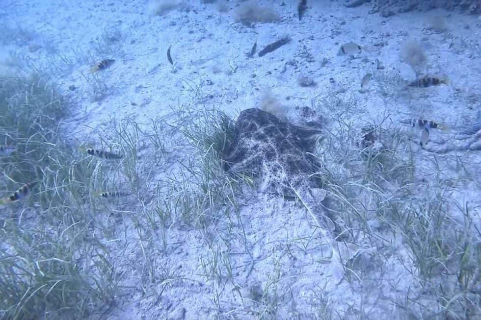 Der Engelhai - Seltener Meerengel - WWF Österreich