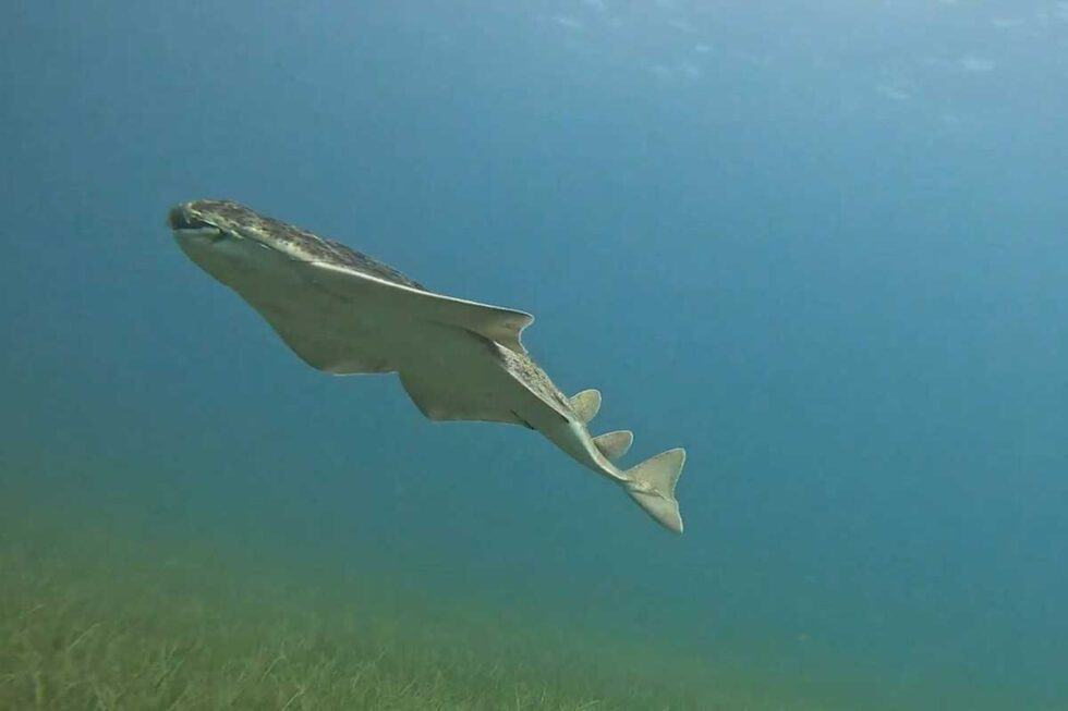 Der Engelhai - Seltener Meerengel - WWF Österreich