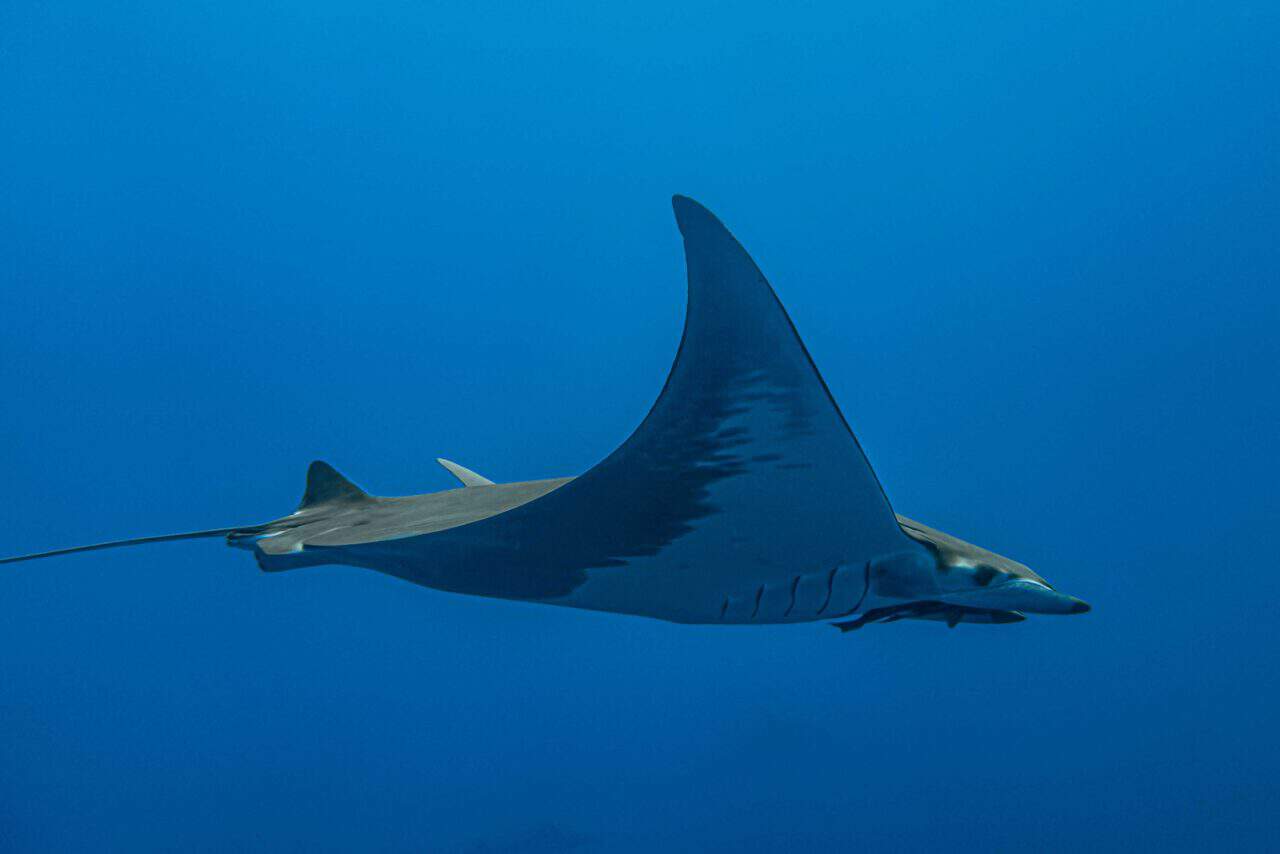 Good News: Teufelsrochen im Mittelmeer befreit & besendert - WWF Österreich