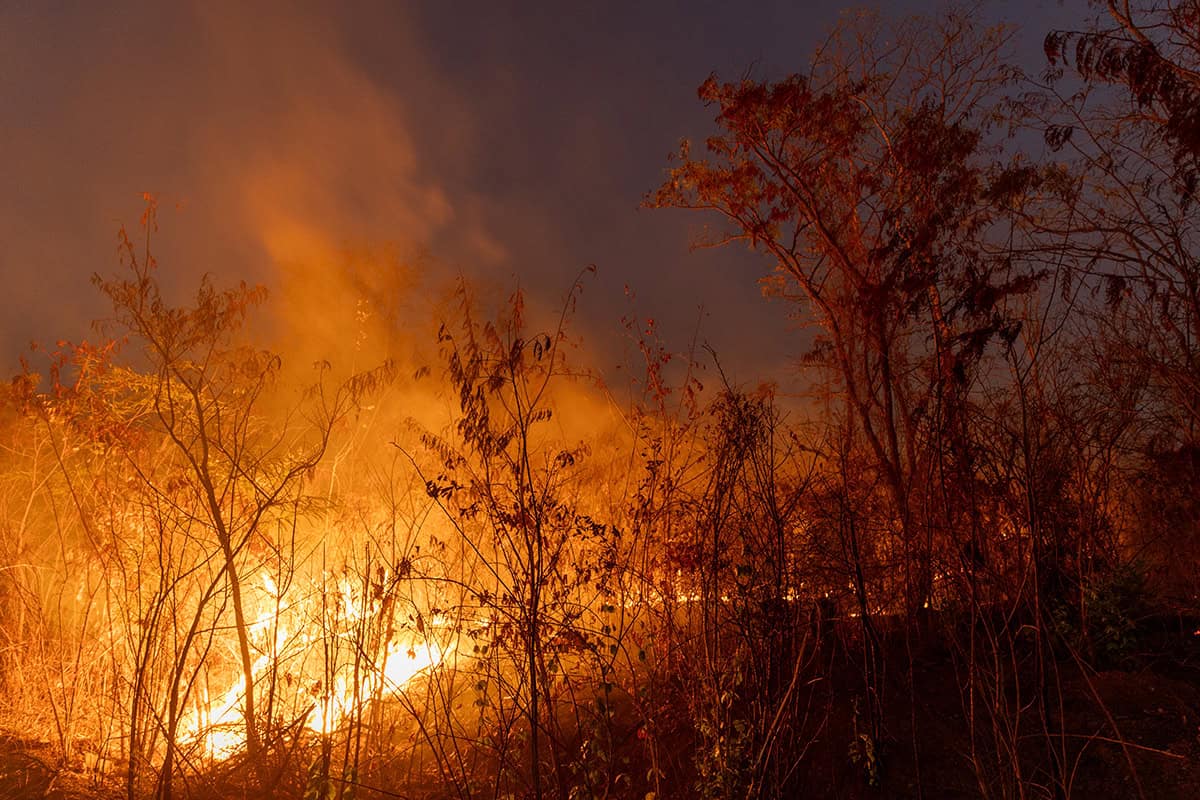 Schütze Amazonas und Cerrado: Deine Spende zählt - WWF Österreich