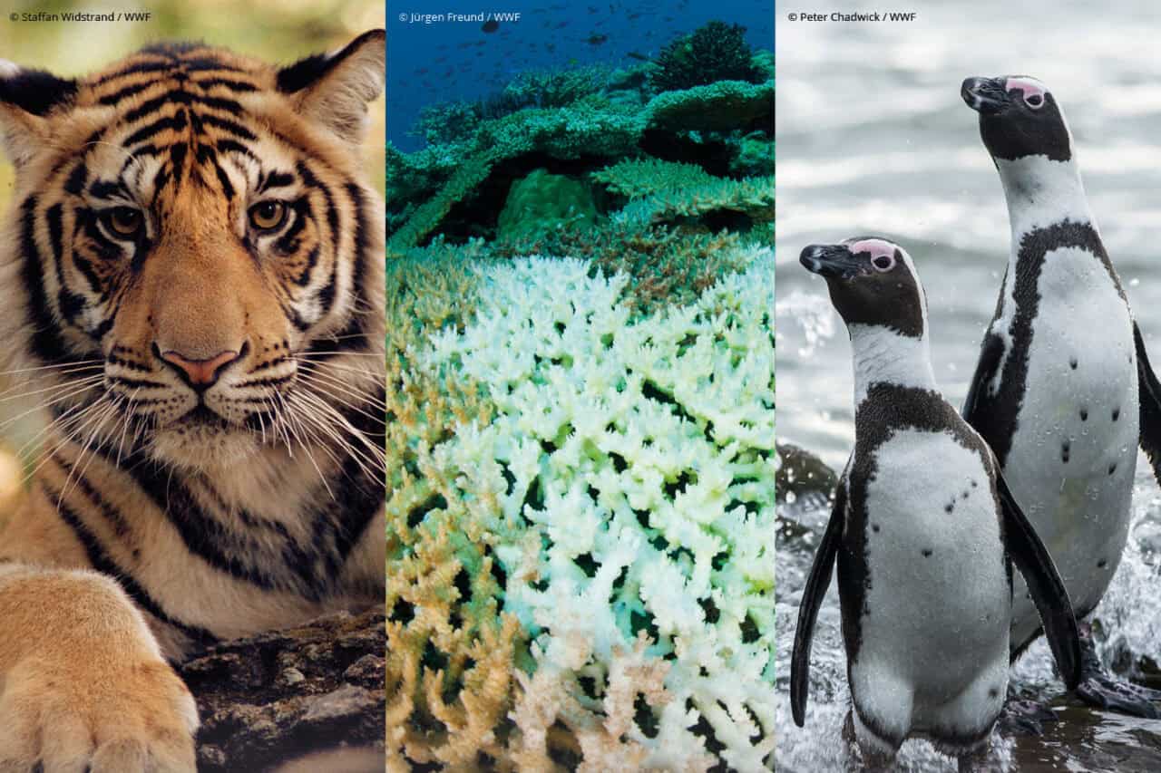 Artenschutz-Bilanz: WWF kürt “Gewinner und Verlierer des Tierreichs ...