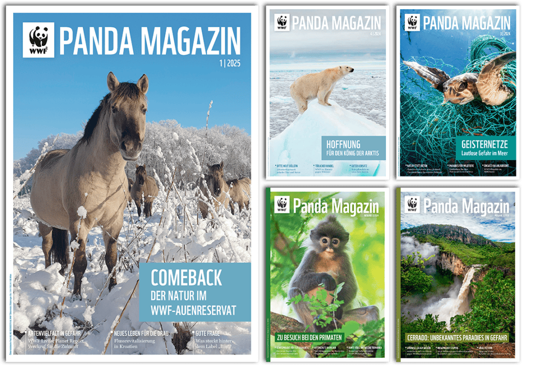 PANDA MAGAZIN - Die Zeitschrift für WWF-Unterstützer:innen - WWF Österreich