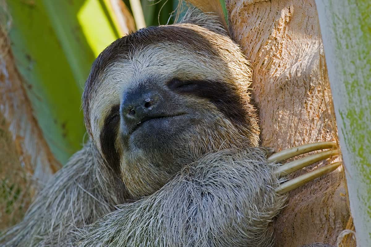 Sind Faultiere wirklich faul? - WWF Österreich