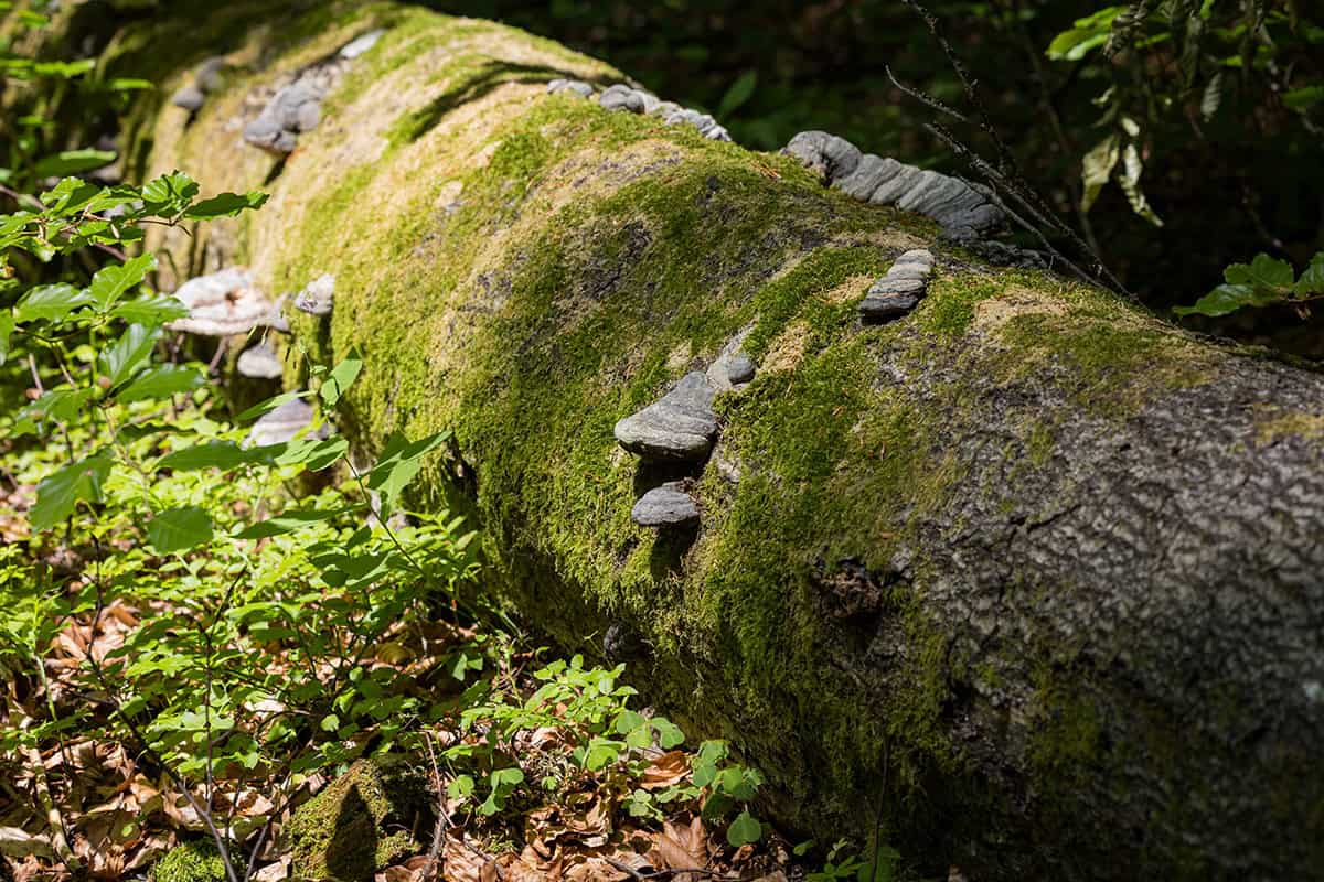 Warum ist Totholz wichtig? - WWF Österreich