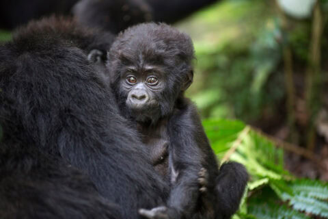 GORILLA - WWF Österreich