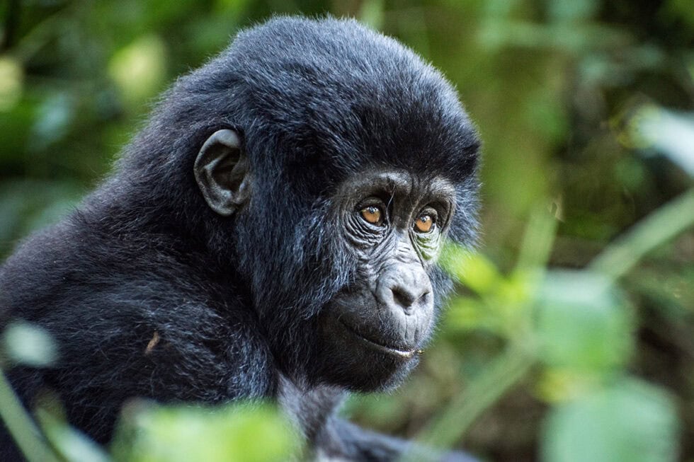 GORILLA - WWF Österreich