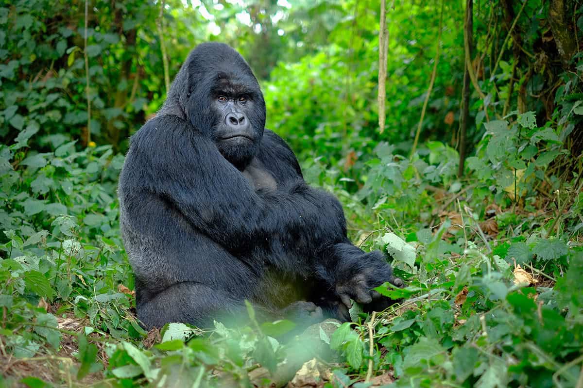 GORILLA - WWF Österreich