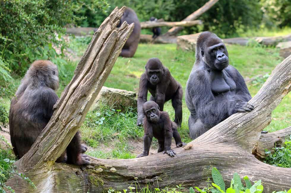 GORILLA - WWF Österreich