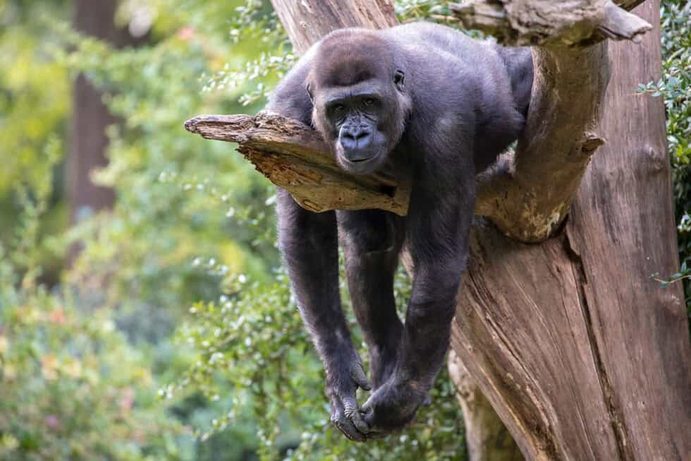 GORILLA - WWF Österreich