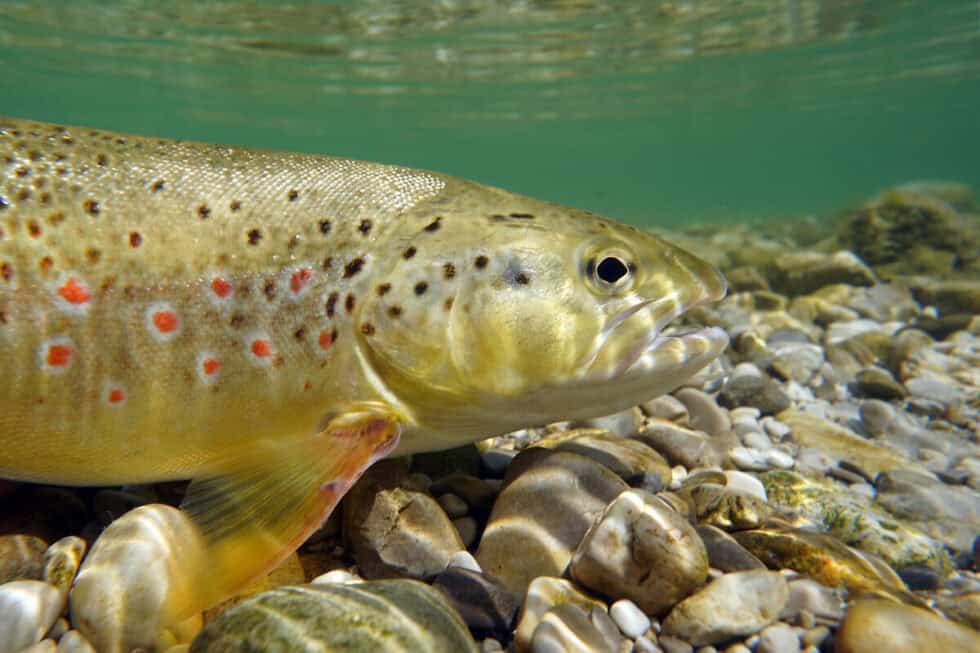 Laichzeit der Fische beginnt – Kies aufgelockert für neues Leben im ...