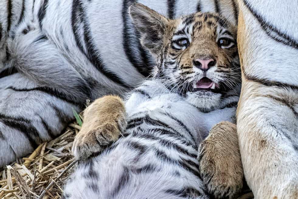 TIGER - WWF Österreich