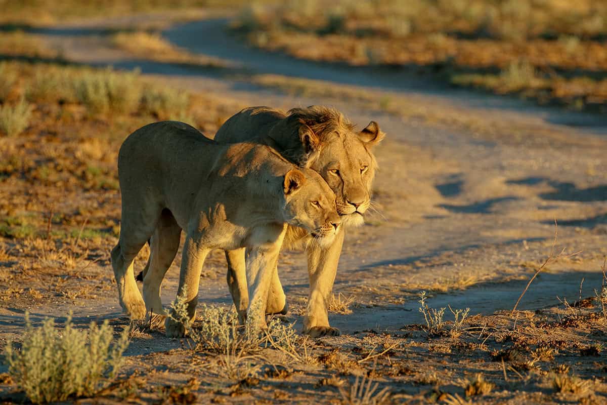 LÖWE - WWF Österreich