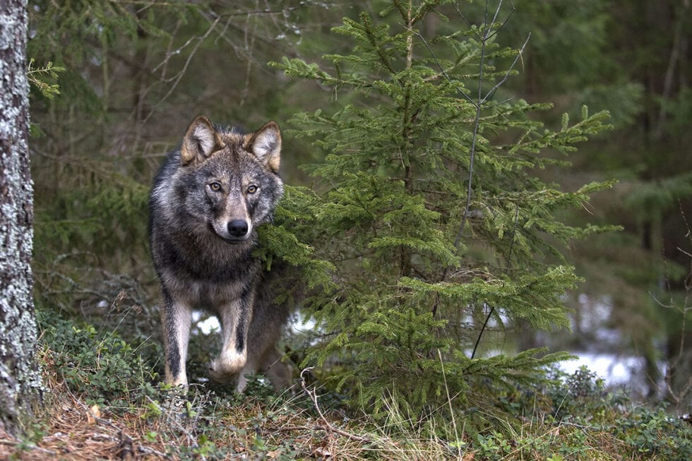 WOLF - WWF Österreich