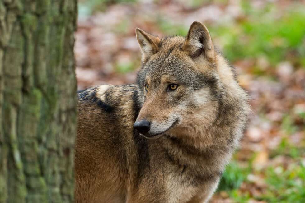 WOLF - WWF Österreich