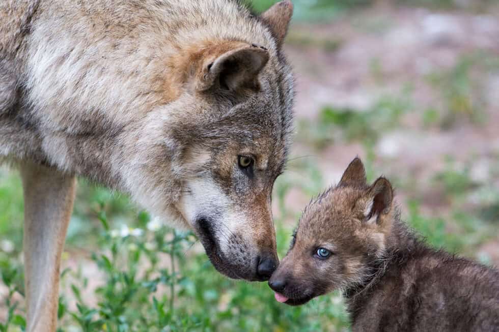 WOLF - WWF Österreich